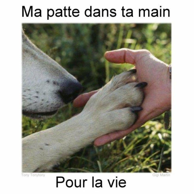 logo images j'aime les animaux (coeur)