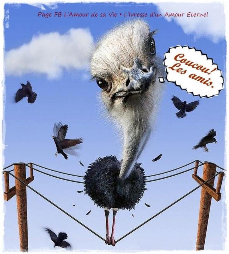 coucou c'est moi , coucou toi