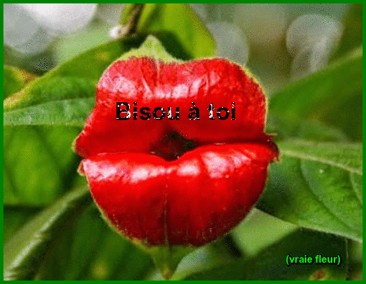 a41bis images gifs bisous - Page 12