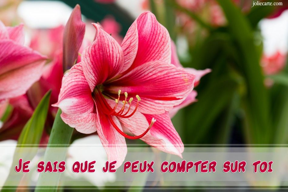 cartes virtuelles catégorie: Phrases qui font plaisir